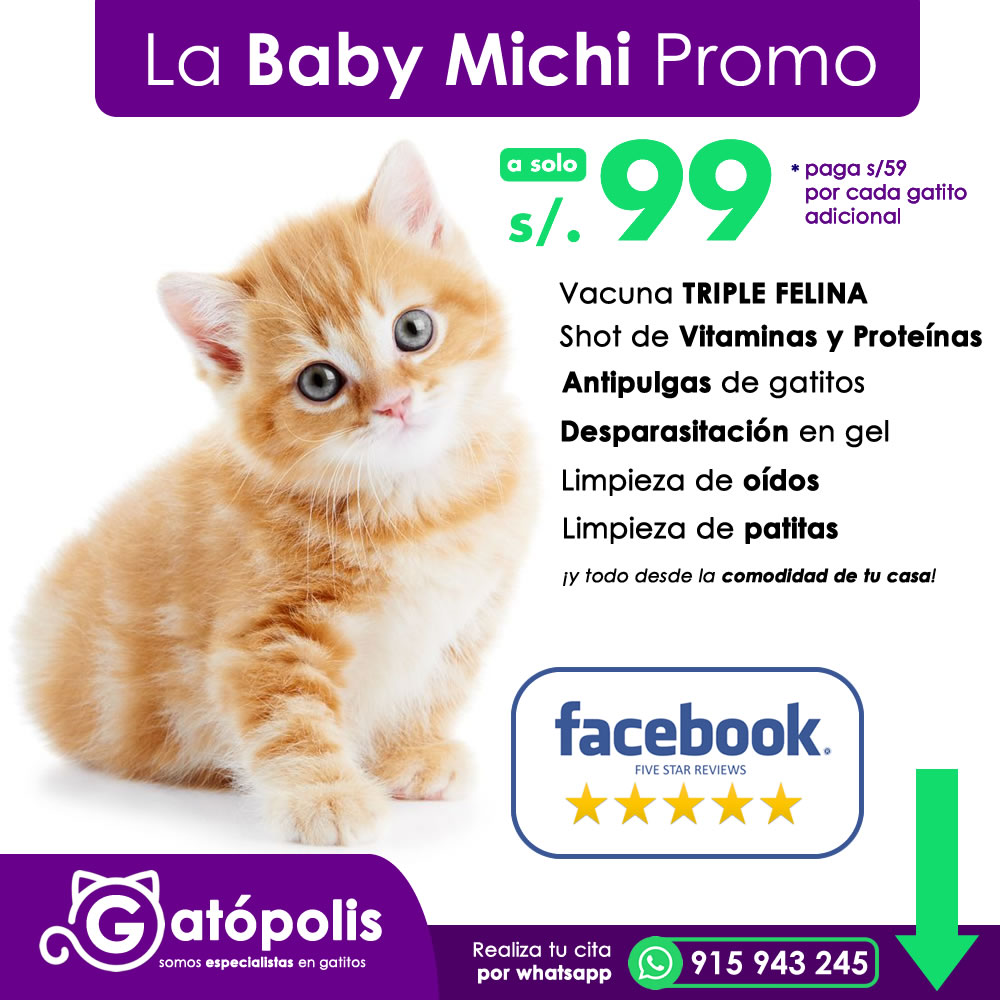 Veterinaria Especialista en Gatos - Gatópolis