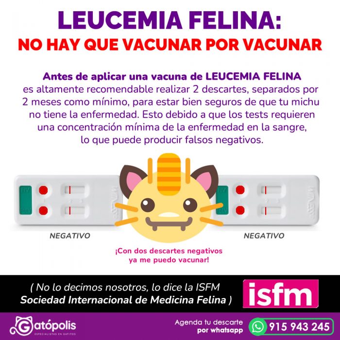 Todo sobre leucemia felina - Gatópolis