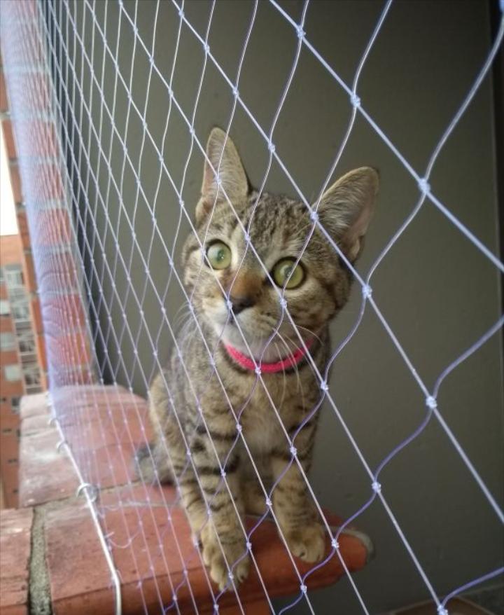 Mallas Para Gatos - Gatópolis