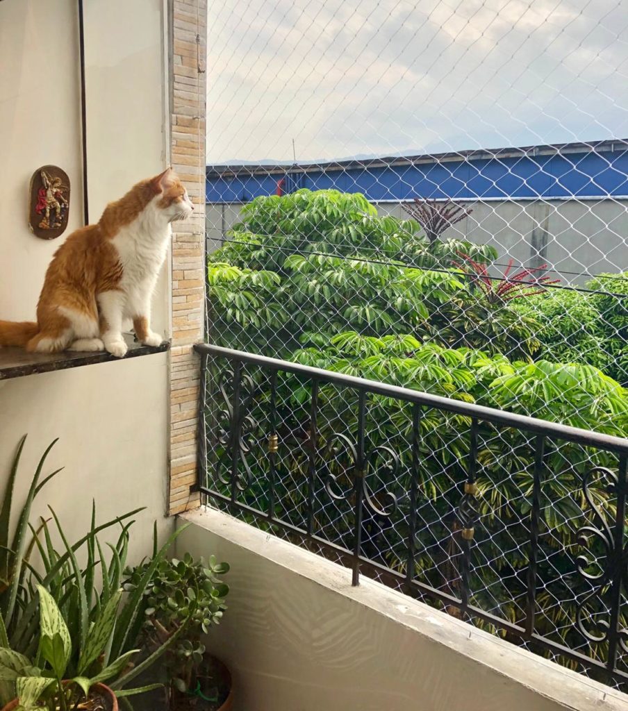 Mallas Para Gatos - Gatópolis