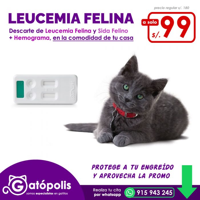 Todo sobre leucemia felina - Gatópolis