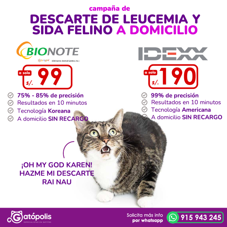 Veterinaria Especialista en Gatos - Gatópolis