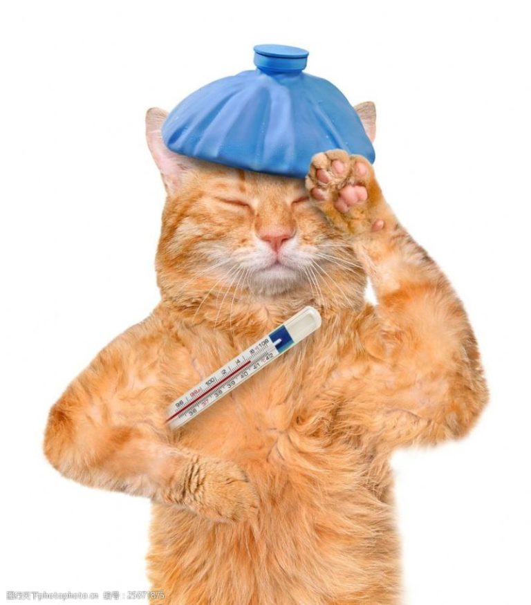 El ABC de la Leucemia Felina - Gatópolis