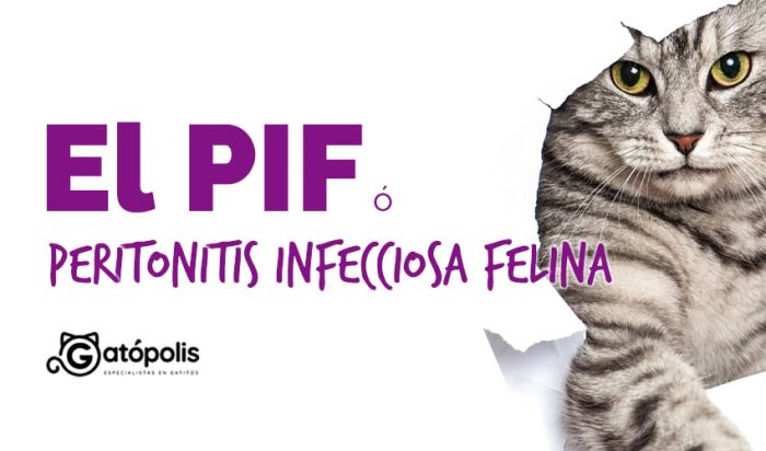 La Peritonitis Infecciosa Felina - Gatópolis